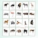 ANIMALS OF AFRICA Montessori Nomenclature Cards Nature-based Learning ...