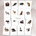Animales Del Bosque Tarjetas | Spanish Forest Animals | Montessori ...