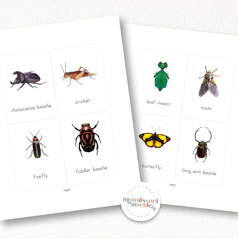Insects Flash Cards | Montessori Nature Vocabulary Builder | Preschool ...