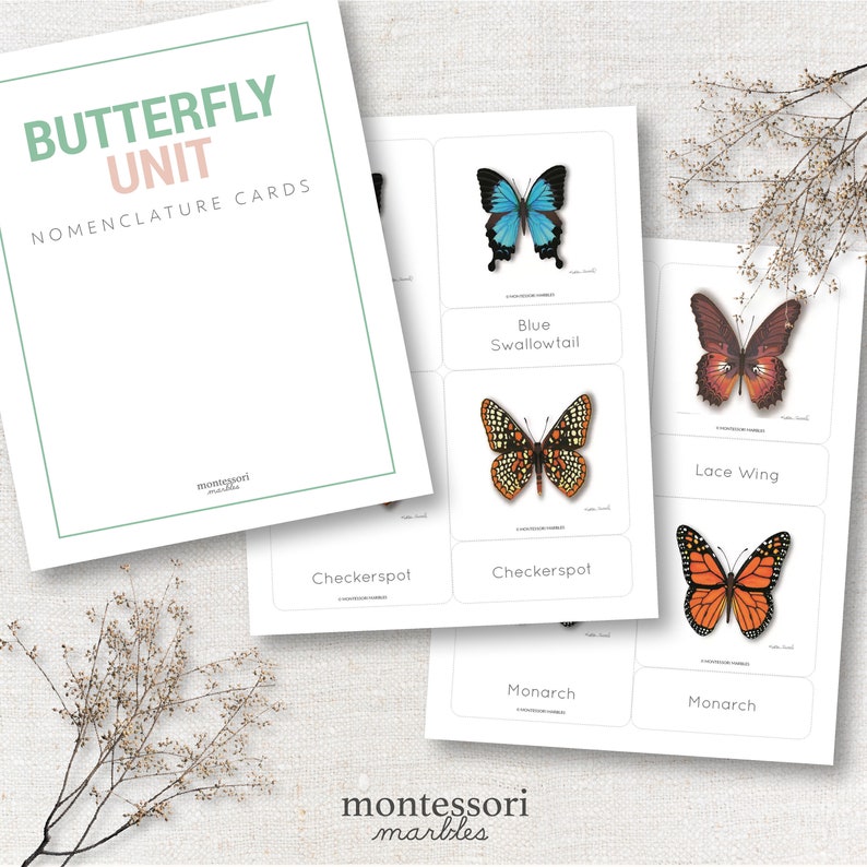 BUTTERFLY Montessori Nomenclature Cards Types of Butterflies - Etsy