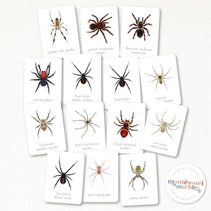SPIDERS Types of Spiders Flash Cards Montessori Inspired Learning ...