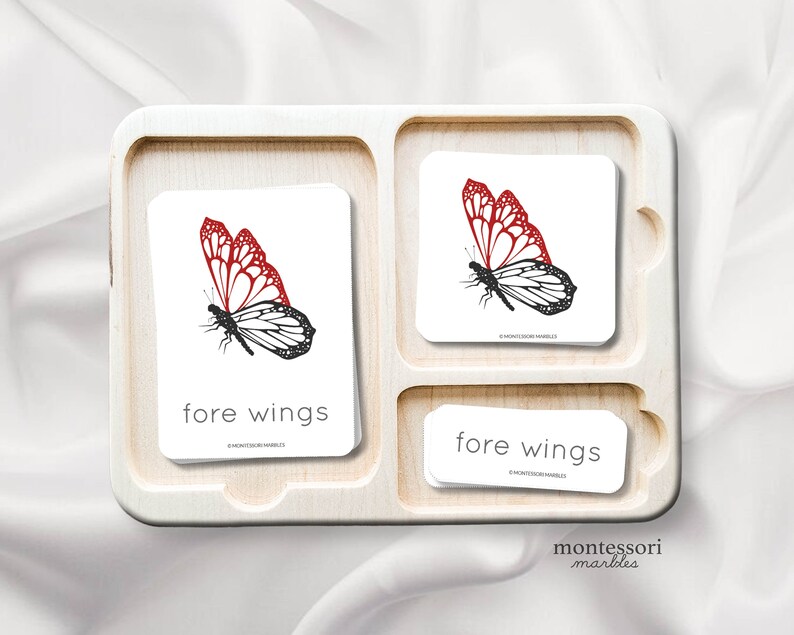 Parts of a Butterfly Montessori Nomenclature Three-part - Etsy