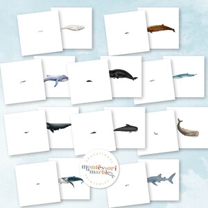WHALES Magnifying Matching Game | Montessori at Home Using Magnifying ...