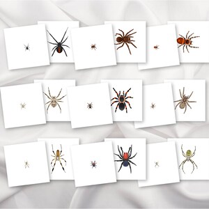 SPIDERS Magnifying Matching Game Montessori at Home Using Magnifying ...