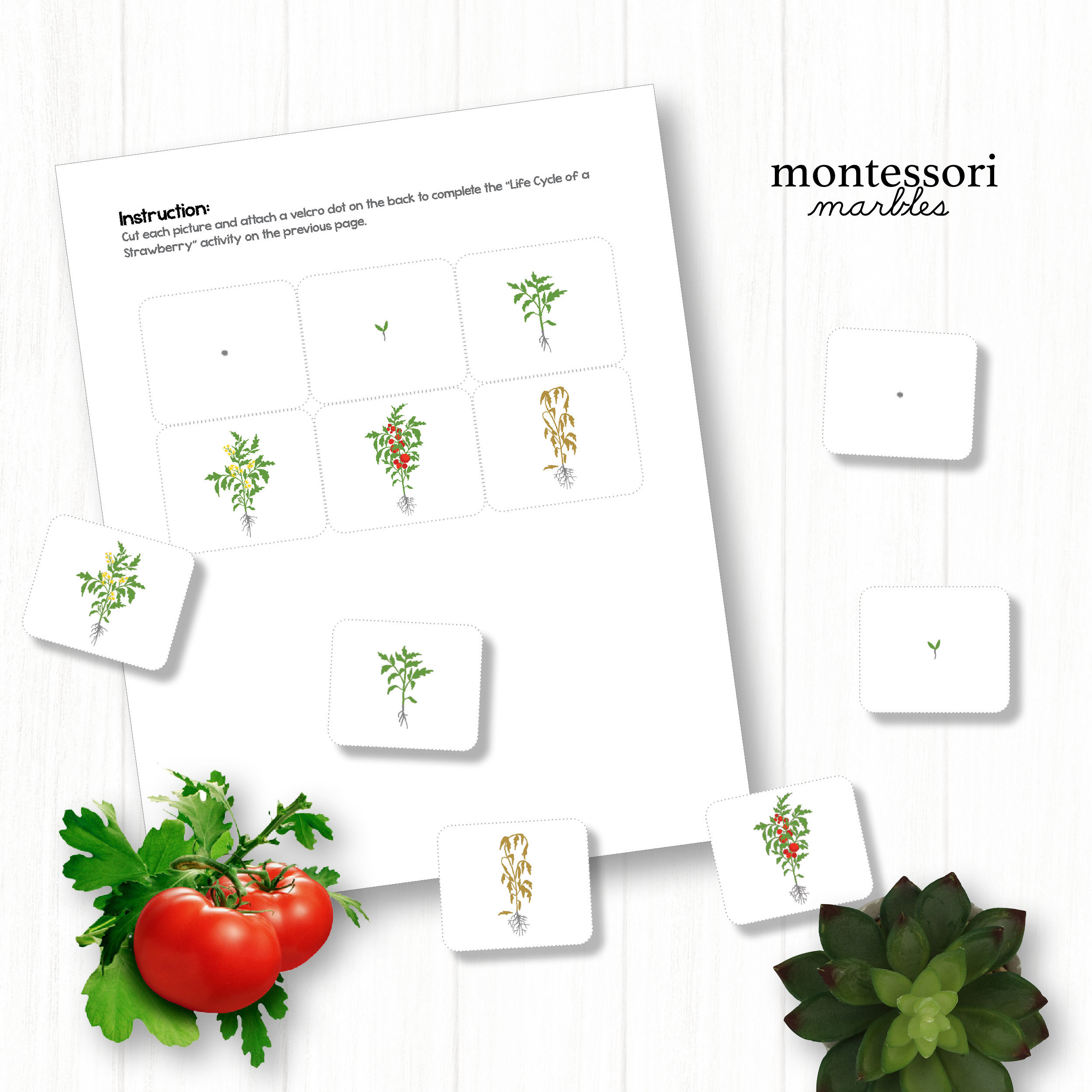 Life Cycle of a Tomato Plant Montessori Nomenclature Cards - Etsy