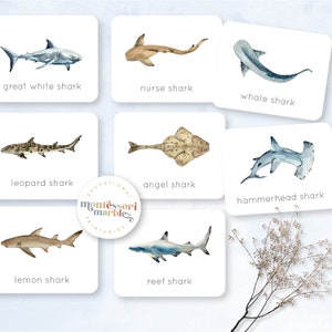SHARKS Flash Cards | Types of Sharks | Watercolor Sharks Flash Cards ...