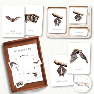 BATS Life Cycle | Montessori Nomenclature Cards and Life Cycle Poster ...