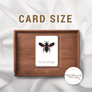 PARTS OF BEE Montessori Nomenclature Cards | Nature Inspired Learning ...