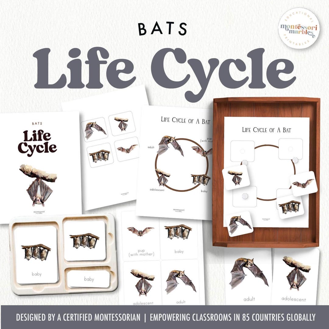 BATS Life Cycle | Montessori Nomenclature Cards and Life Cycle Poster ...
