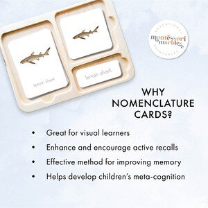 SHARKS Nomenclature Cards | Types of Sharks | Watercolor Sharks Flash ...