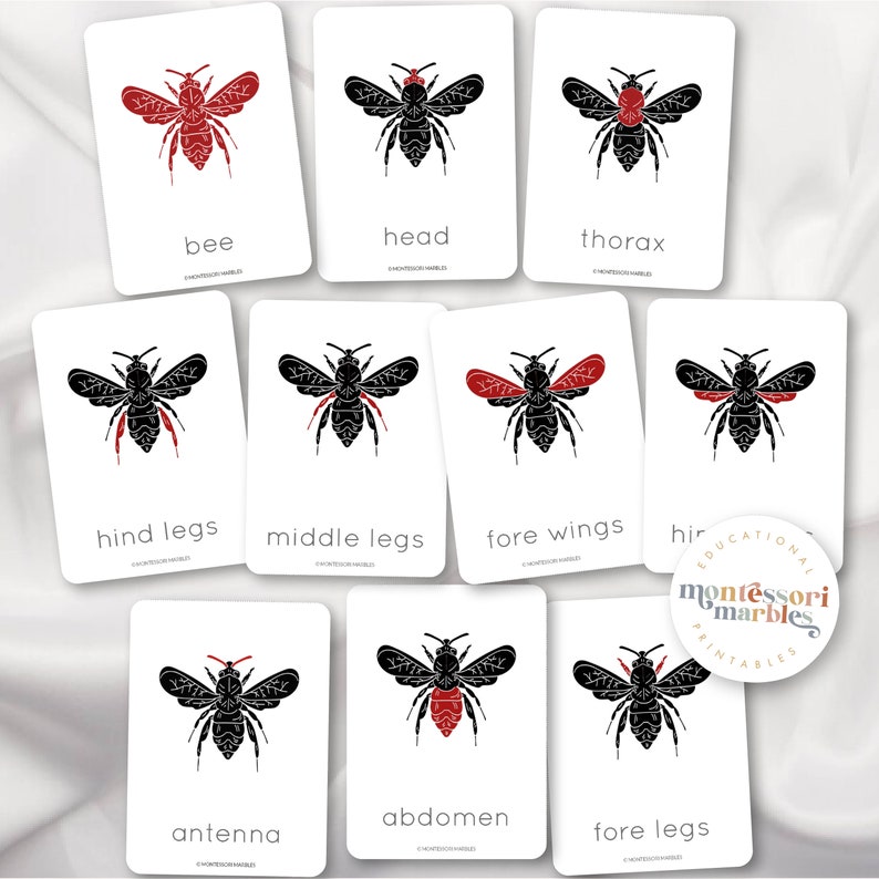 PARTS OF BEE Montessori Nomenclature Cards Nature Inspired Learning ...