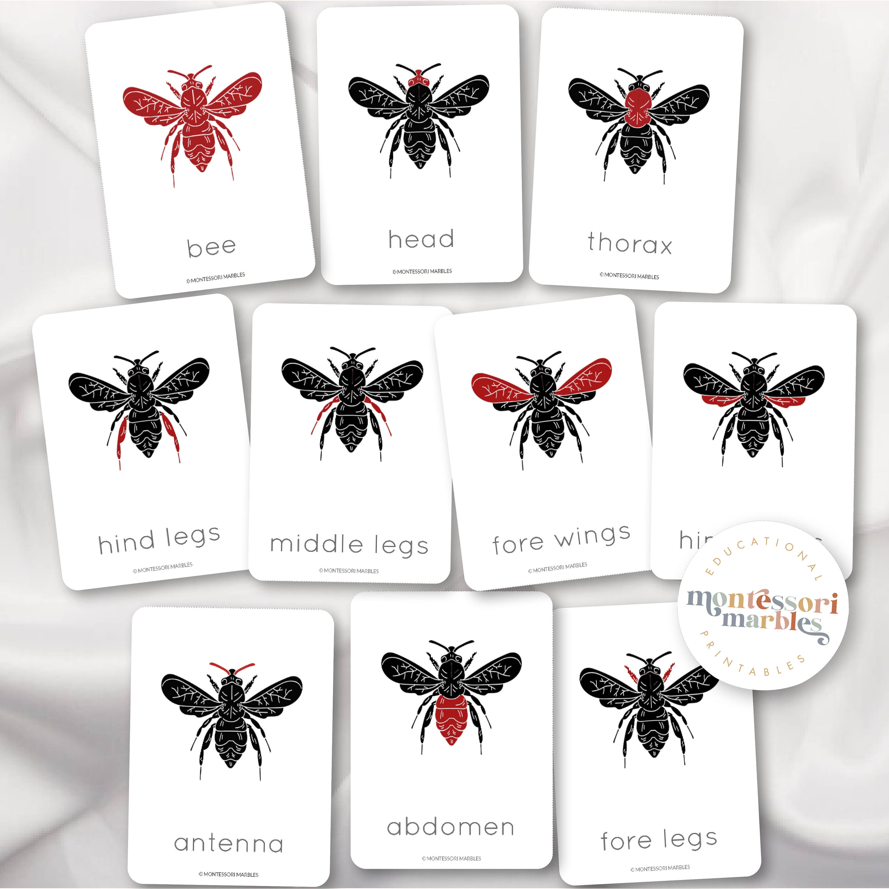 PARTS OF BEE Montessori Nomenclature Cards Nature Inspired Learning ...
