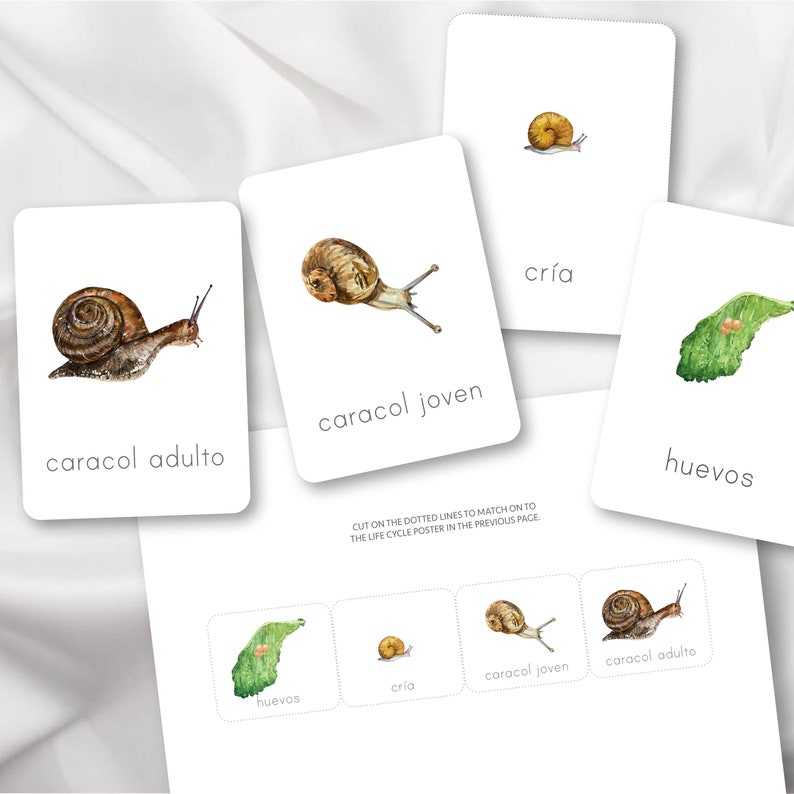 CICLO DE VIDA De Un Caracol Life Cycle of Snails in Spanish Montessori ...