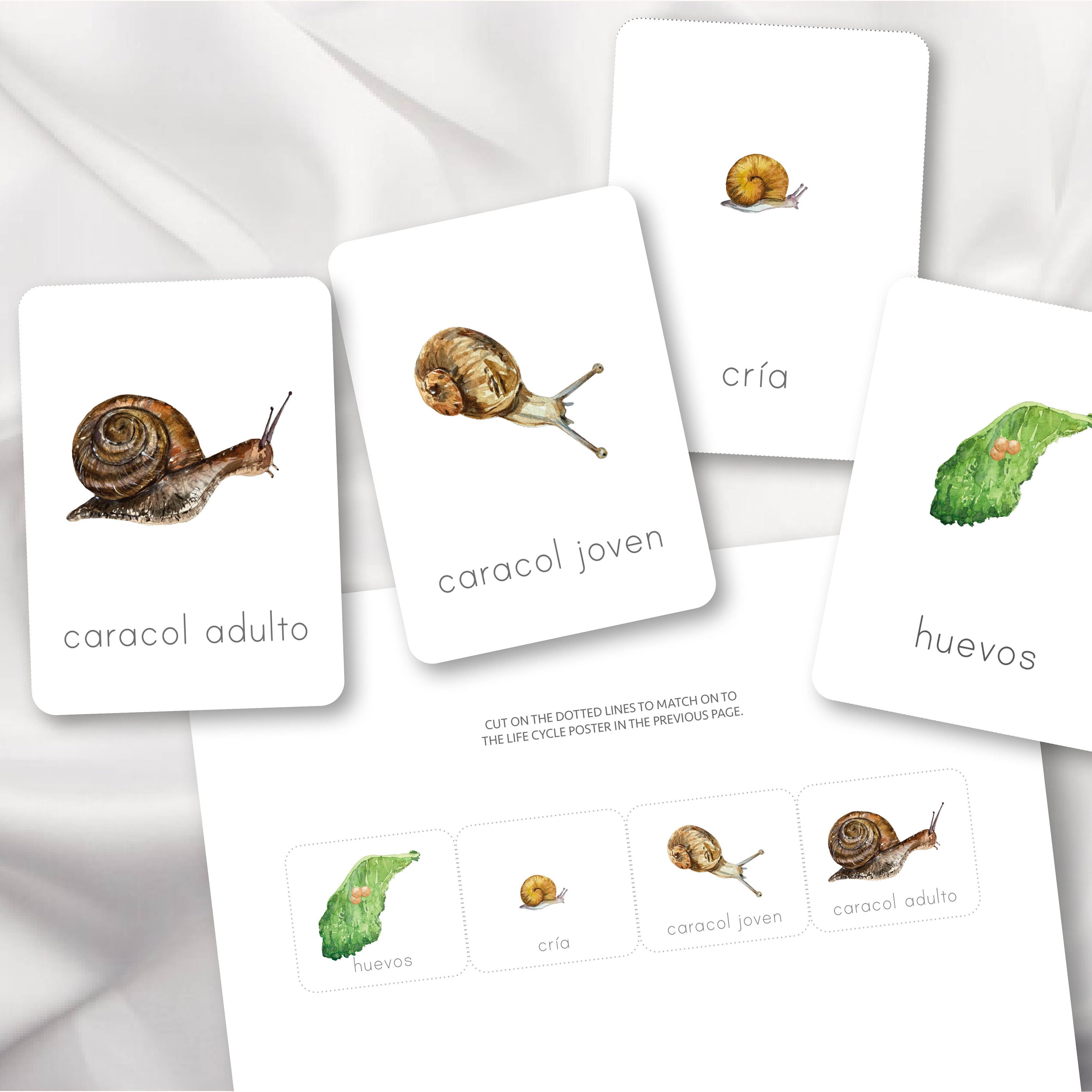 CICLO DE VIDA De Un Caracol Life Cycle of Snails in Spanish Montessori ...