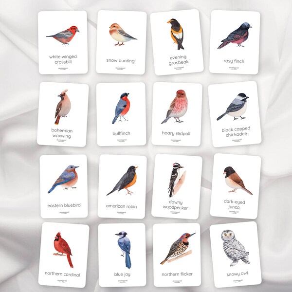 Bird Flash Cards - Etsy