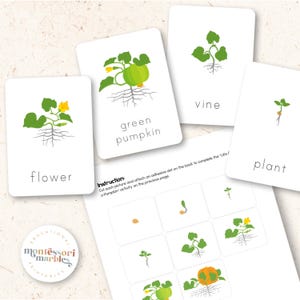 Life Cycle of a Pumpkin | Montessori Nomenclature Cards | Montessori at ...