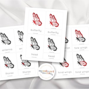 Parts of a Butterfly | Montessori Nomenclature Three-part Cards ...