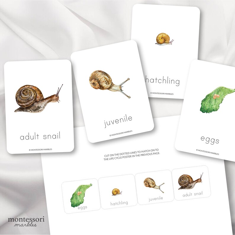 SNAIL LIFE CYCLE With Nomenclature Cards Preschool & Kindergarten ...