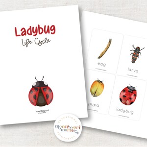 LADYBUG Life Cycle and Nomenclature Cards | Montessori Inspired Nature ...