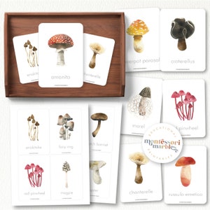 MUSHROOM Flash Cards Montessori Inspired Fall Autumn Vocabulary Builder ...