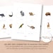 Australian Animals Nomenclature Cards | Montessori 3-part Cards ...