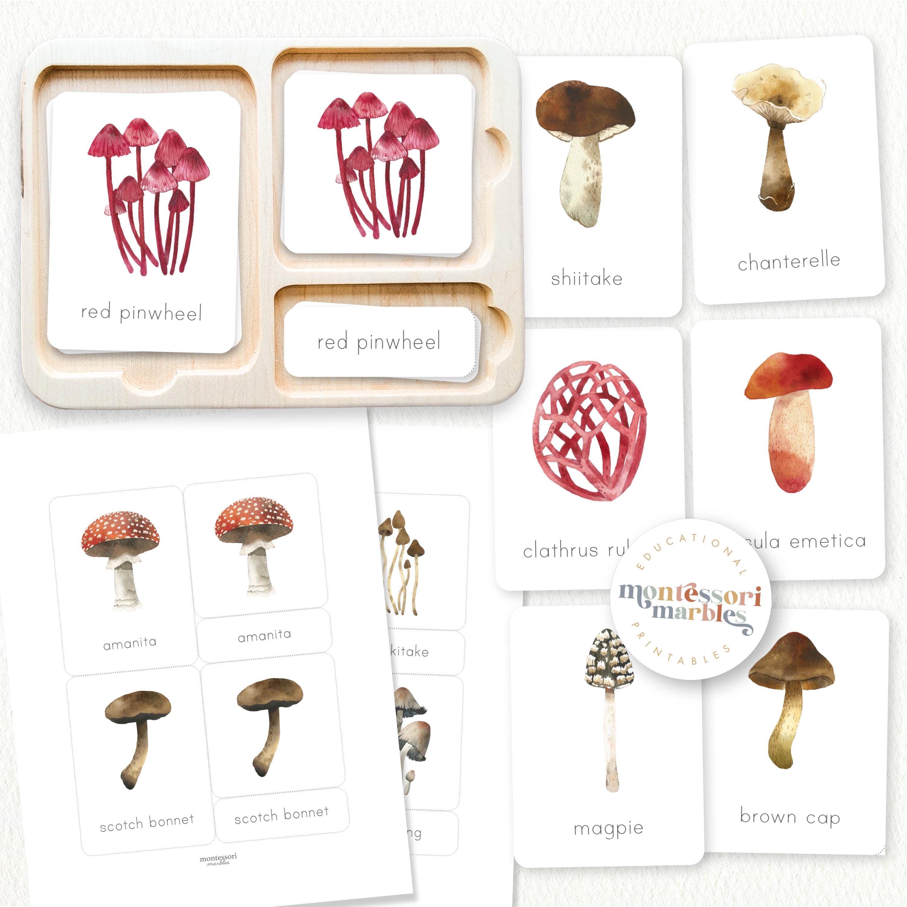 Mushroom Activity Bundle | Montessori Science | Nature Study Workbook ...