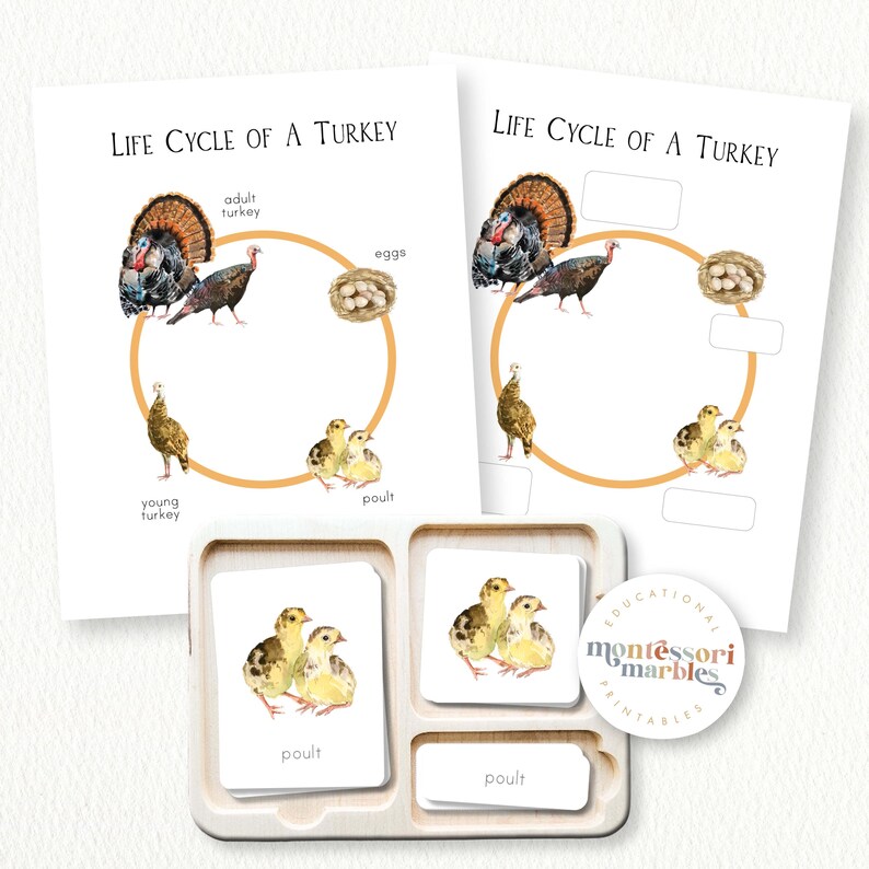 Turkey Life Cycle Cards Printable | Thanksgiving Science Activity ...