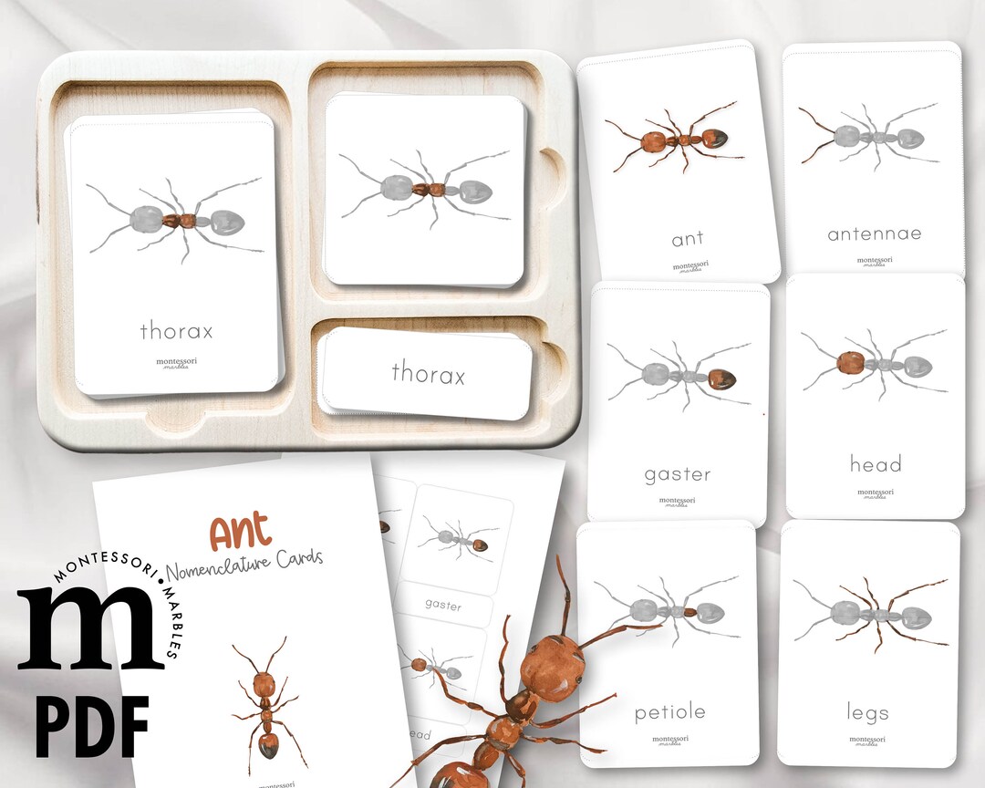 Parts of an Ant Montessori Nomenclature Three-part Cards - Etsy