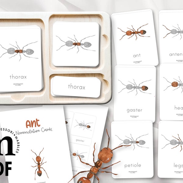 Montessori Ant - Etsy