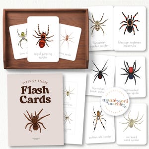 SPIDERS Types of Spiders Flash Cards | Montessori Inspired Learning ...