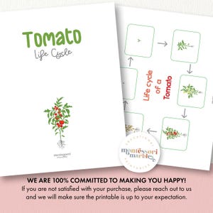 Life Cycle of a Tomato Plant | Montessori Nomenclature Cards and Life ...