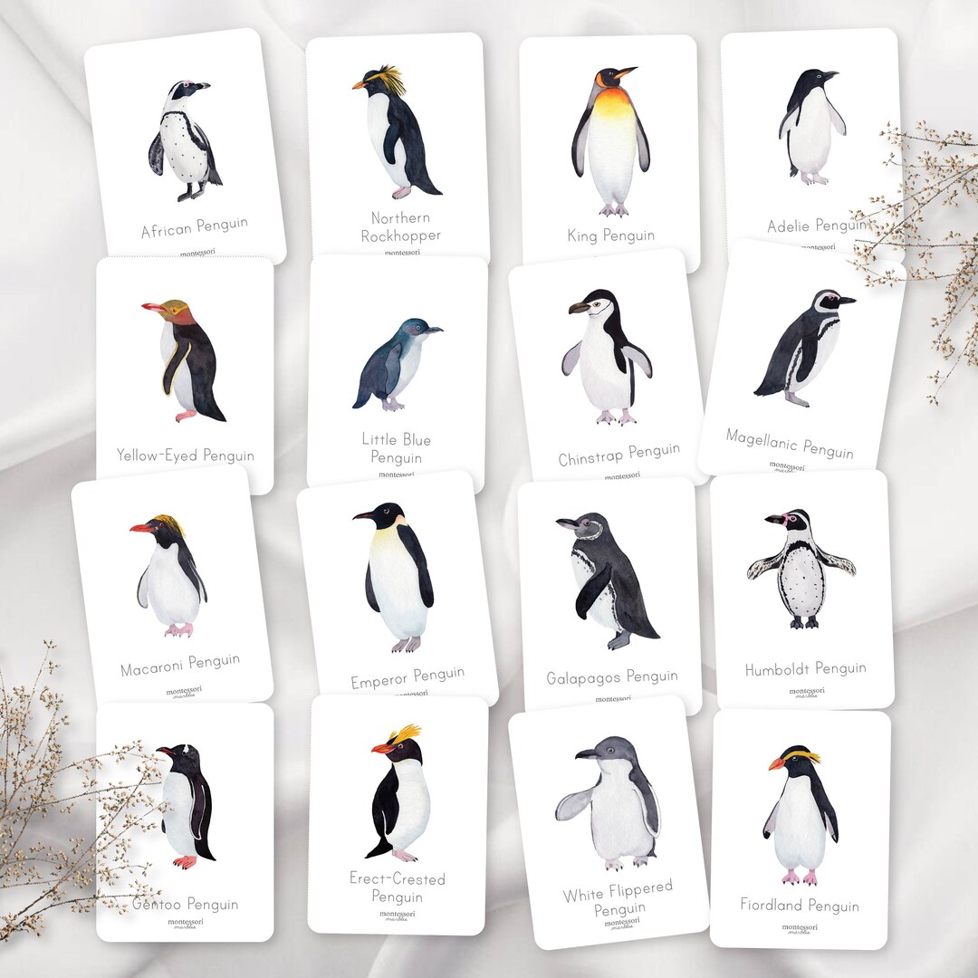 PENGUINS Montessori Flash Cards Types of Penguins - Etsy