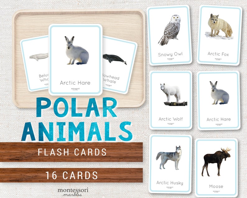 POLAR ANIMALS Flash Card Montessori Arctic Animals Winter | Etsy
