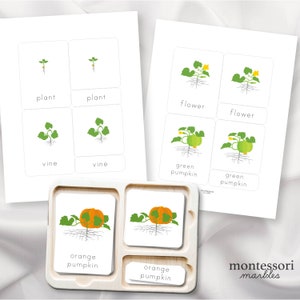 Life Cycle of a Pumpkin Montessori Nomenclature Cards Montessori at ...