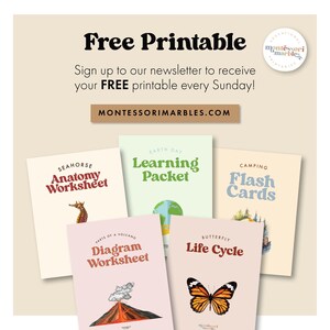 Mushroom Flash Cards | Montessori Inspired Fall Autumn Vocabulary ...