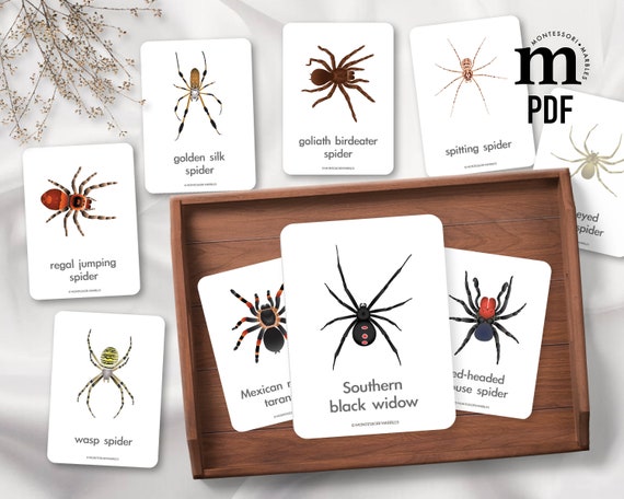 SPIDERS Types of Spiders Flash Cards Montessori Inspired - Etsy Australia