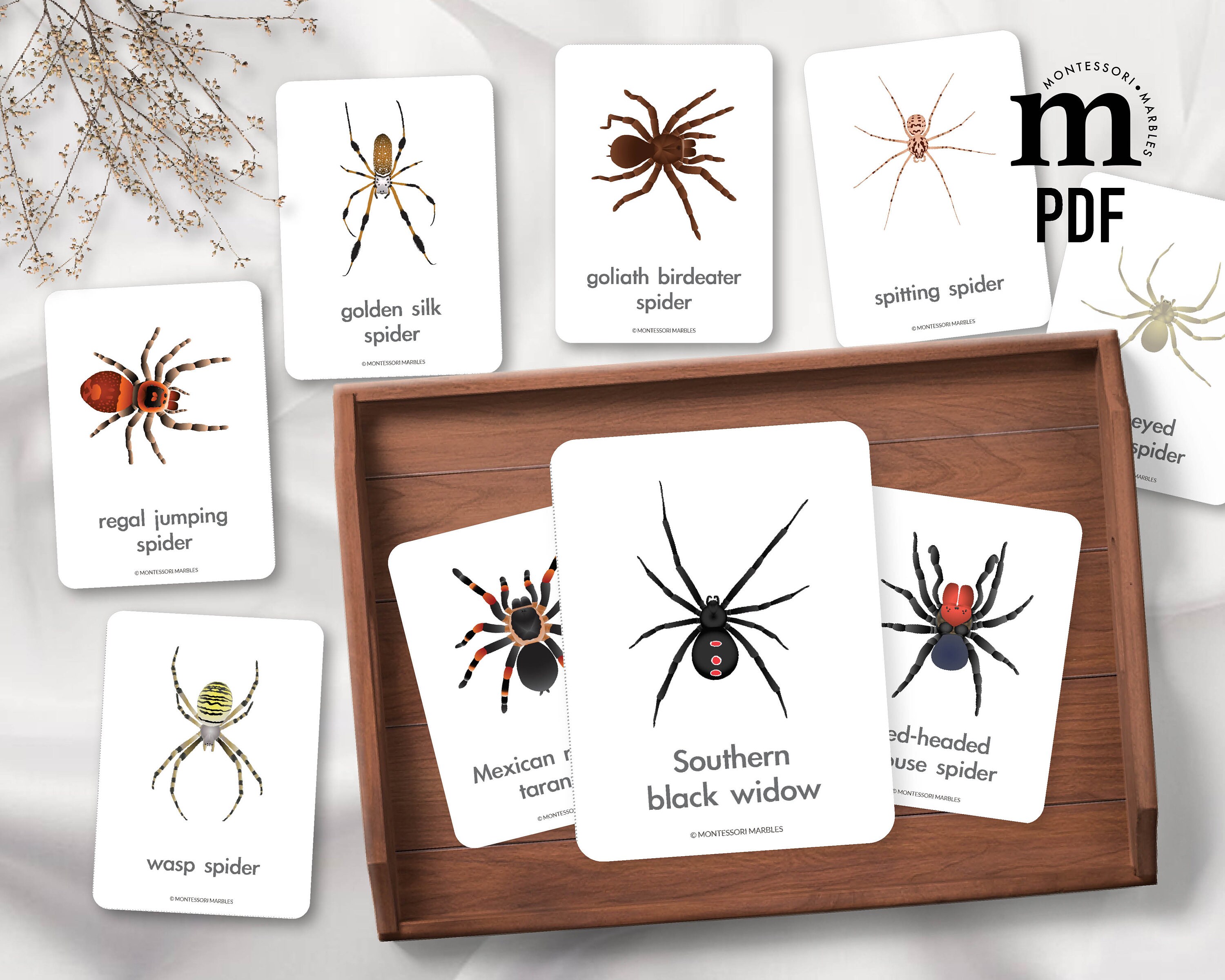 Montessori Materials: Parts Of A Spider Nomenclature Cards (3-6 ...