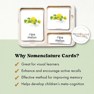 Life Cycle of a Melon and Montessori Nomenclature Cards | Growing Melon ...