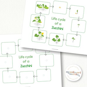 Life Cycle of a Zucchini Montessori Nomenclature Cards, Preschool ...