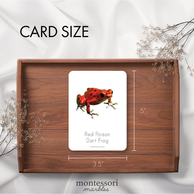 FROGS Montessori Nomenclature Cards Types of Frogs Spring Unit ...