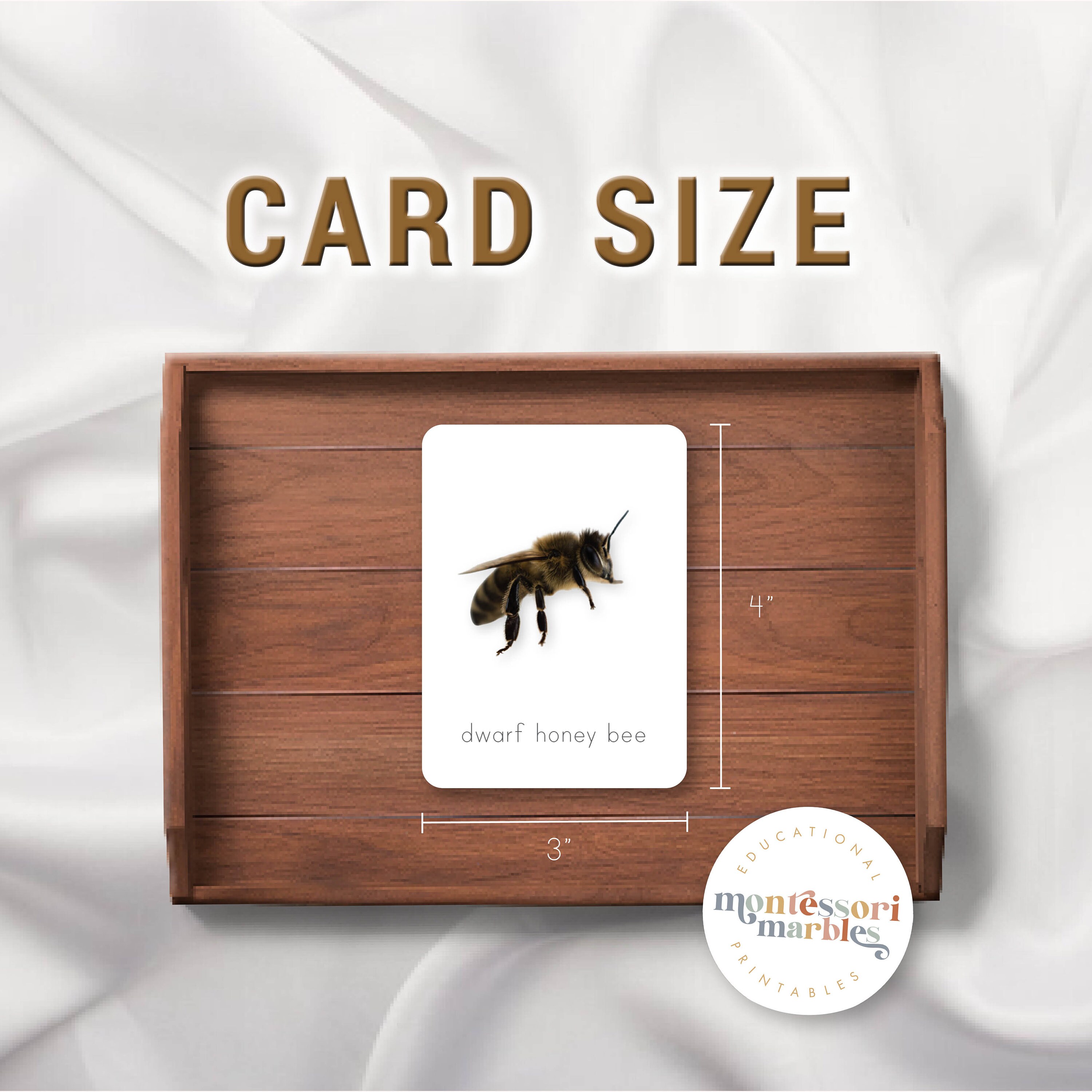 Bees and Wasps Nomenclature Cards | Montessori Spring Nature Study ...