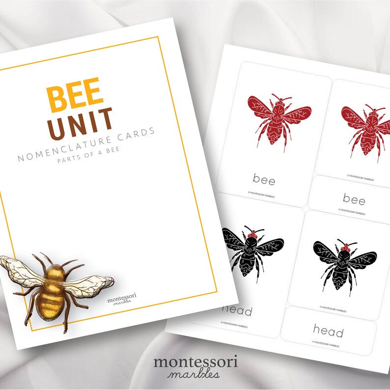 PARTS OF BEE Montessori Nomenclature Cards Nature Inspired - Etsy