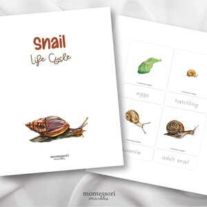 SNAIL LIFE CYCLE With Nomenclature Cards Preschool & Kindergarten ...