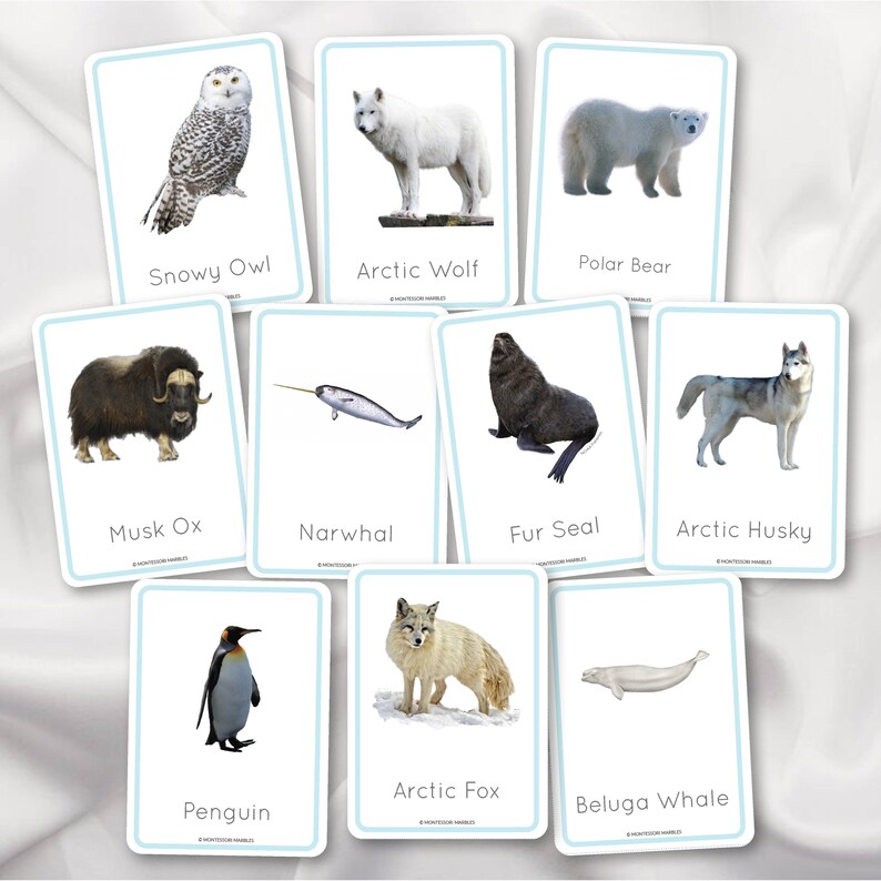 POLAR ANIMALS Nomenclature Cards Arctic Animals Montessori - Etsy
