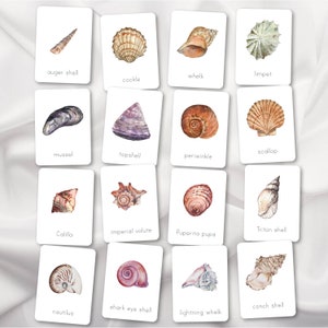 SEASHELLS Flash Cards Montessori Inspired Printable Vocabulary Cards ...