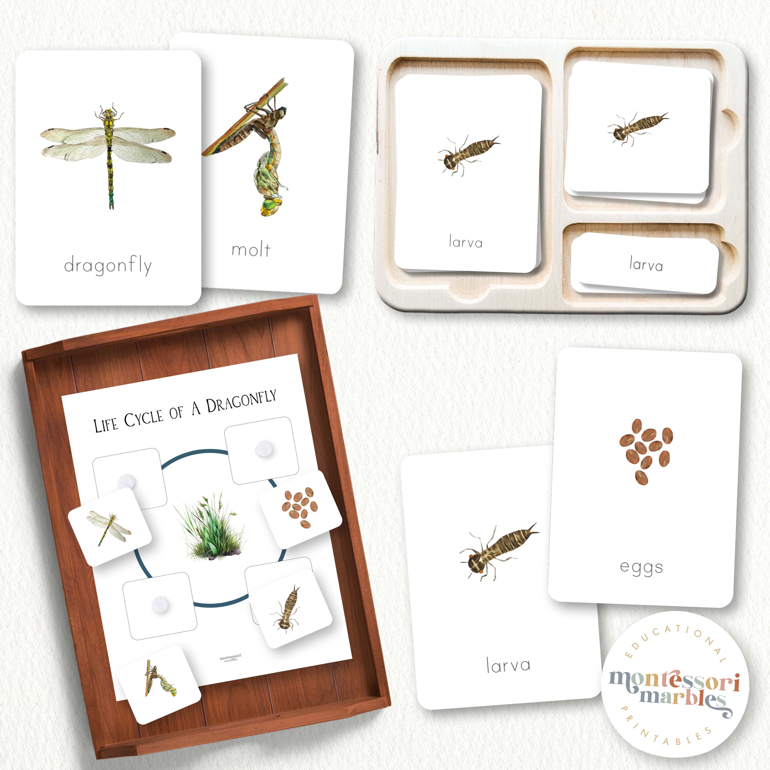 Montessori Dragonfly Life Cycle Nomenclature Cards | Sequencing ...