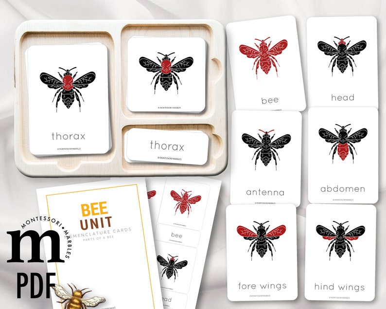 PARTS OF BEE Montessori Nomenclature Cards Nature Inspired - Etsy