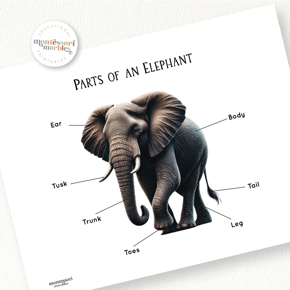 Elephant Anatomy Printable | Montessori Animal Study Worksheet ...