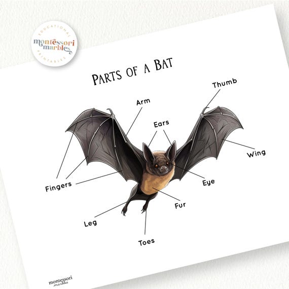 Bat Diagram Easy For Kids