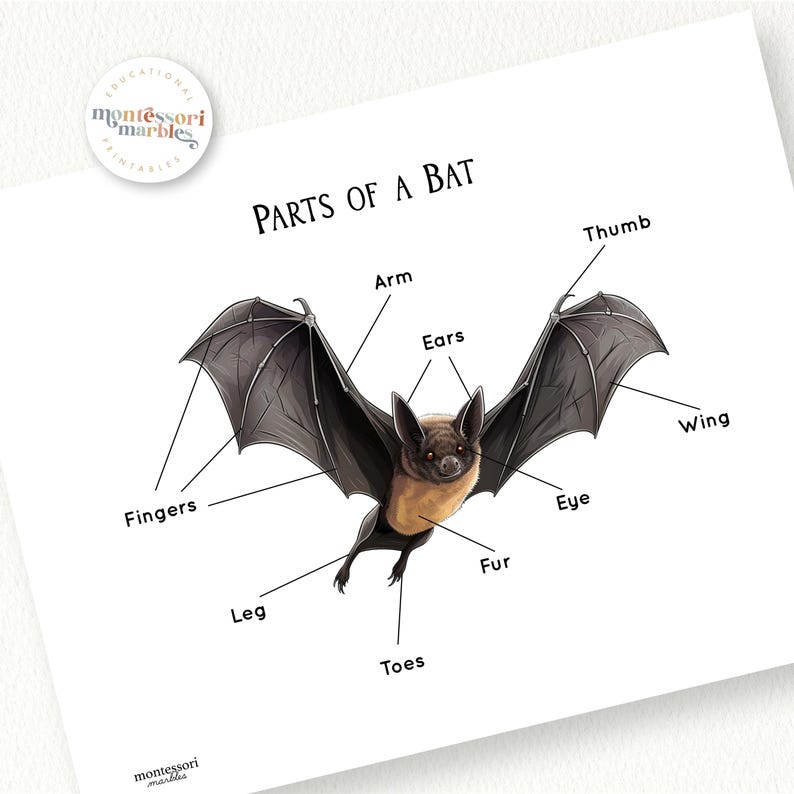 Bat Anatomy Diagram | Parts of a Bat Worksheet | Montessori Science ...
